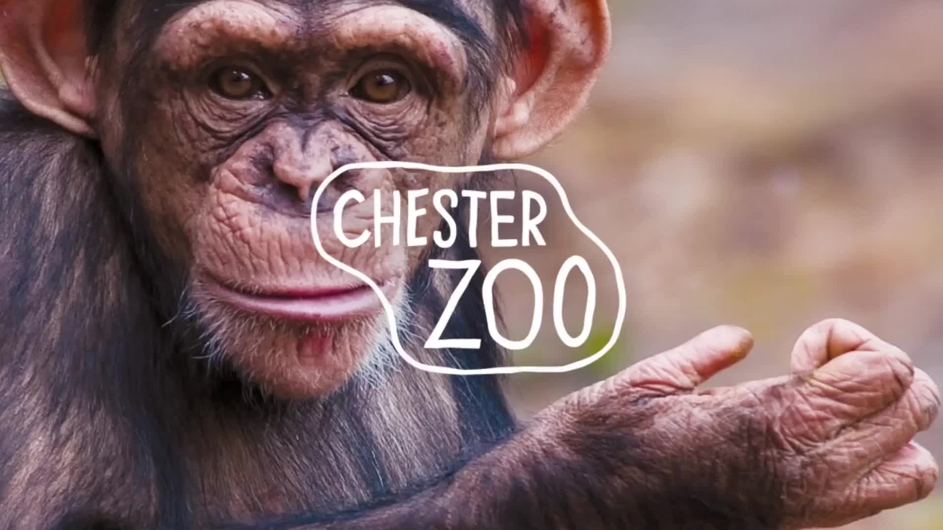 Chester Zoo | Music